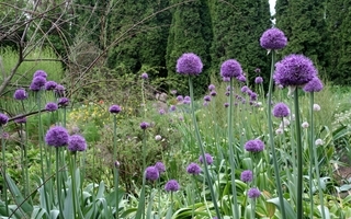 Estonian gardens